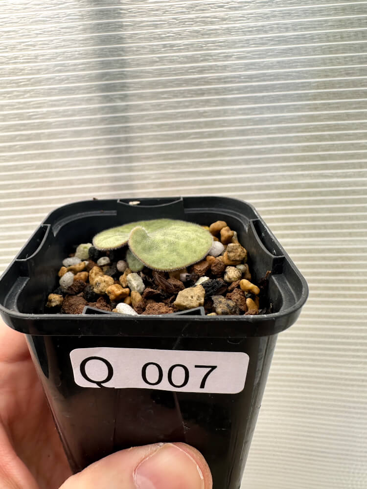 【現品限り】チレコドン・シングラリス【Q7】 Tylecodon singularis 塊根植物 コーデックス 夏型 | Plant ...