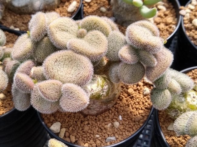 チレコドン・ノルテーイ（Tylecodon nolteei） | プラントブラザーズ