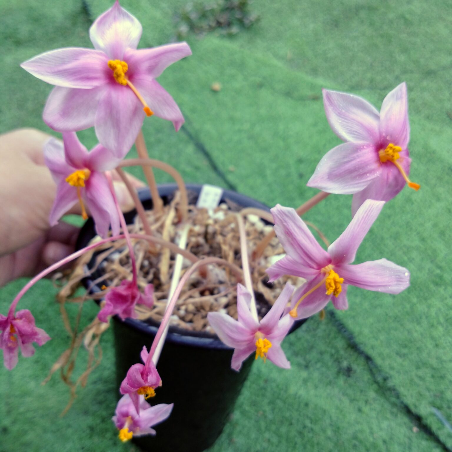 ゲチリス・ビローサ(Gethyllis villosa) | プラントブラザーズ