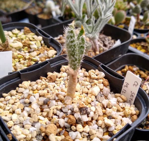 ゲチリス・セトーサ(Gethyllis setosa) | プラントブラザーズ