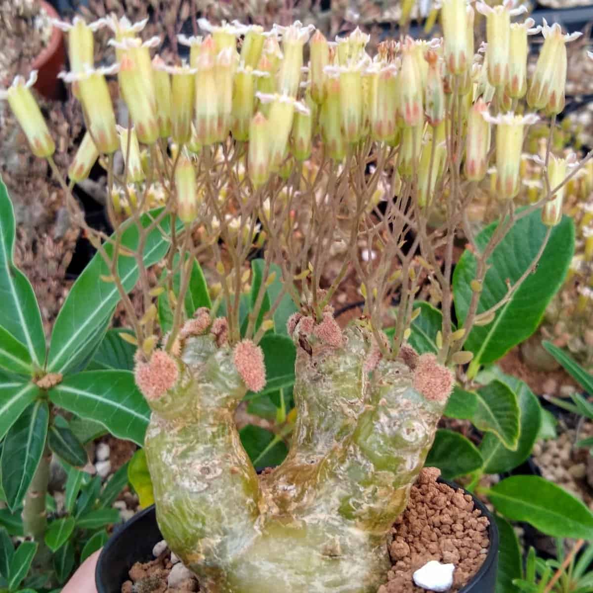 チレコドン・ノルテーイ（Tylecodon nolteei） | プラントブラザーズ