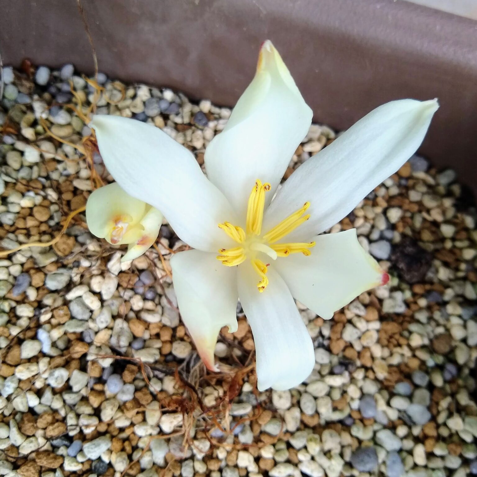 ゲチリス シリアリス(Gethyllis ciliaris) | プラントブラザーズ