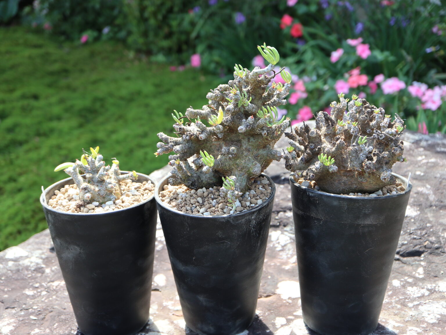 チレコドン・ペアルソニーの育て方や販売株(Tylecodon pearsonii)白象 | プラントブラザーズ