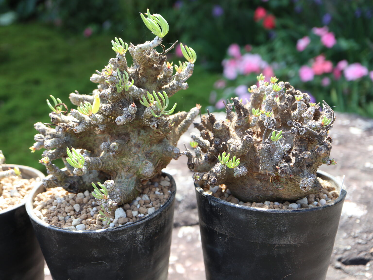 チレコドン・ペアルソニーの育て方や販売株(Tylecodon pearsonii)白象 | プラントブラザーズ