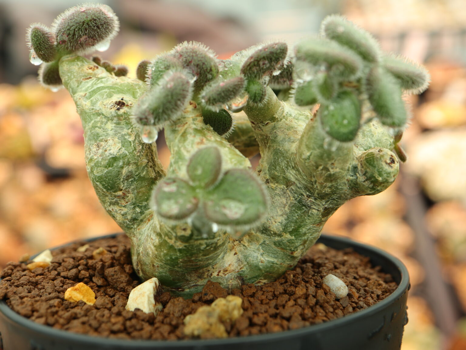 チレコドン・ノルテーイ（Tylecodon nolteei） | プラントブラザーズ