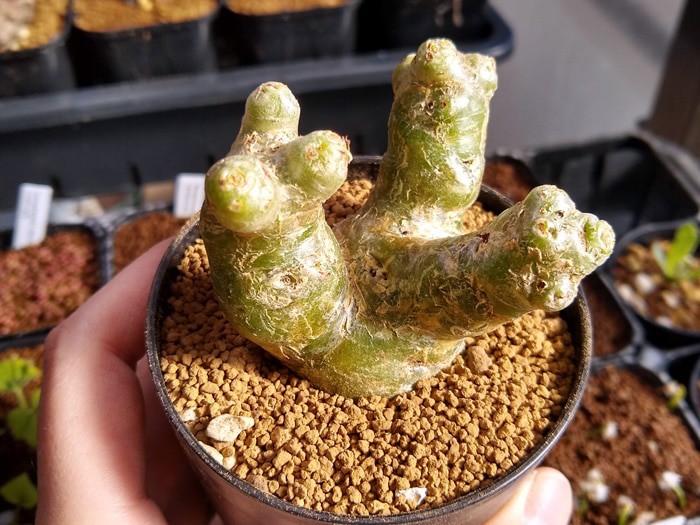 チレコドン・ノルテーイ（Tylecodon nolteei） | プラントブラザーズ