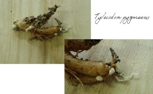 チレコドン・ピグマエウス（Tylecodon pygmaeus) | プラントブラザーズ