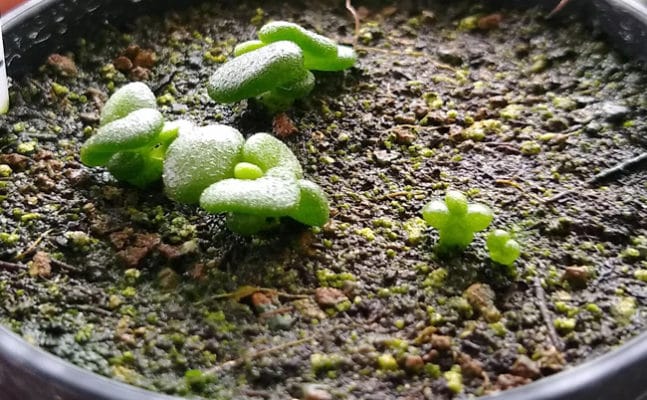 チレコドン・スルフレウスの実生・種から育てた記録 ～ Tylecodon sulphureus | プラントブラザーズ