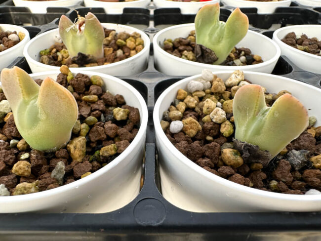 【園主セレクト】コノフィツム・レガレ SB793【2.5号鉢植え】 | プラントブラザーズ