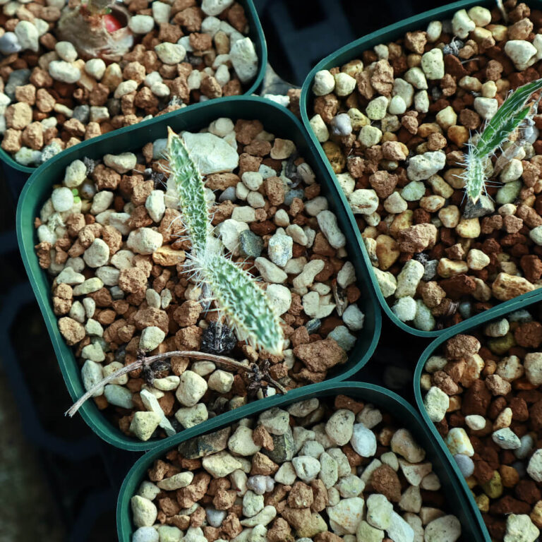 【植物】鉢植 ゲチリス・セトーサ【希少】 Gethyllis setosa | プラントブラザーズ