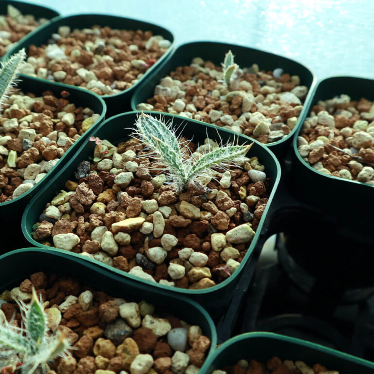 【植物】鉢植 ゲチリス・セトーサ【希少】 Gethyllis setosa | プラントブラザーズ