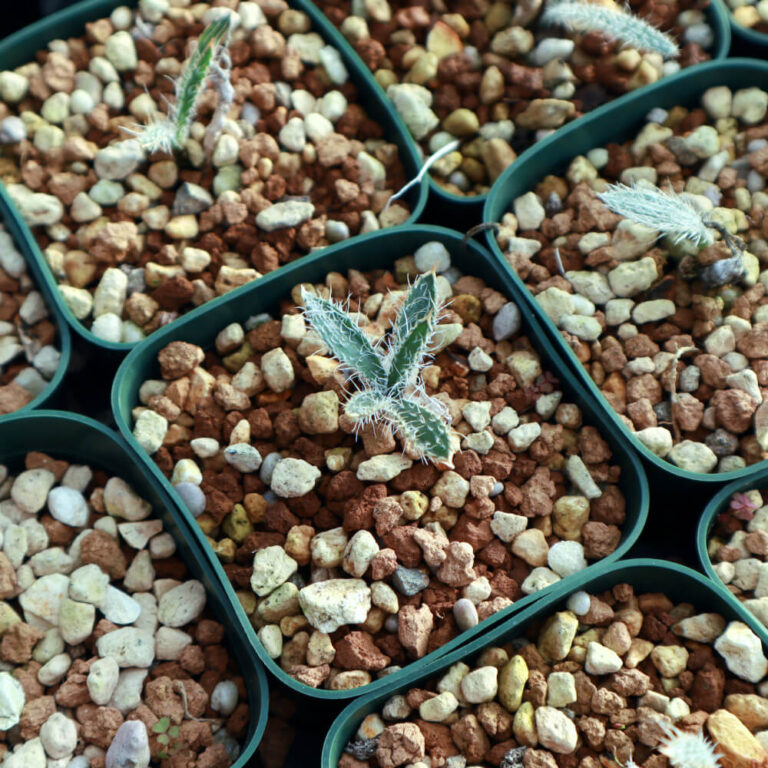 【植物】鉢植 ゲチリス・セトーサ【希少】 Gethyllis setosa | プラントブラザーズ