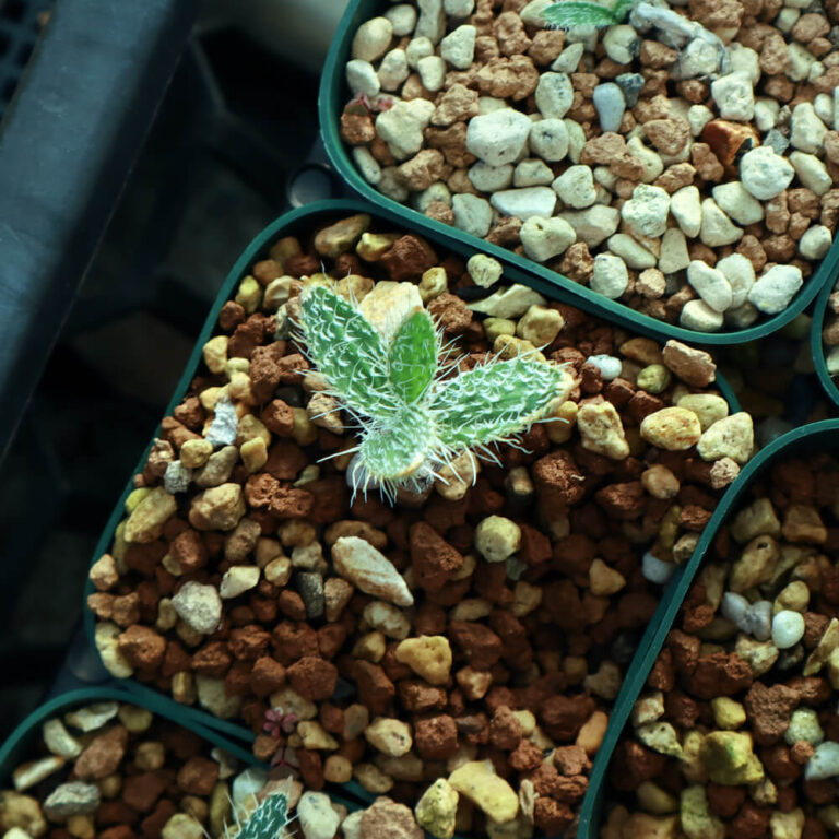 【植物】鉢植 ゲチリス・セトーサ【希少】 Gethyllis setosa | プラントブラザーズ