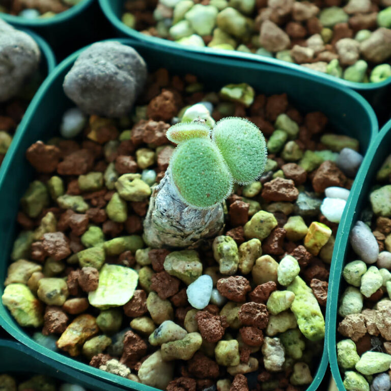 【植物】鉢植 チレコドン・ノルティ【希少】 Tylecodon nolteei | プラントブラザーズ