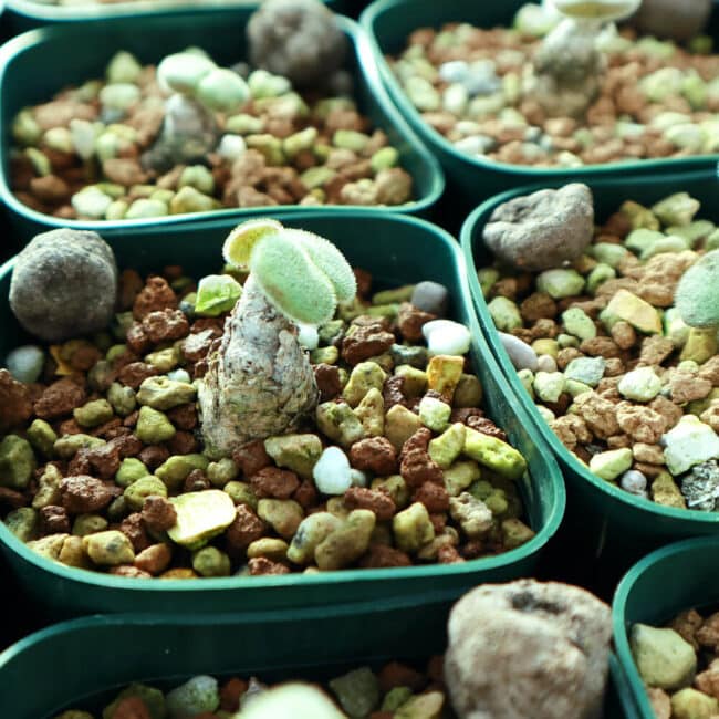 【植物】鉢植 チレコドン・ノルティ【希少】 Tylecodon nolteei | プラントブラザーズ