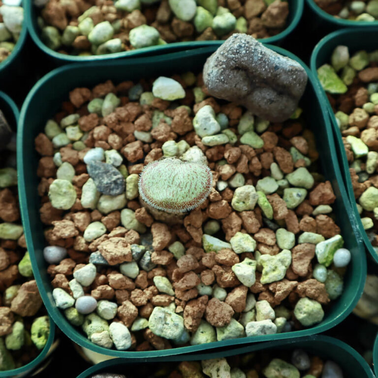 【植物】鉢植 チレコドン・ノルティ【希少】 Tylecodon nolteei | プラントブラザーズ