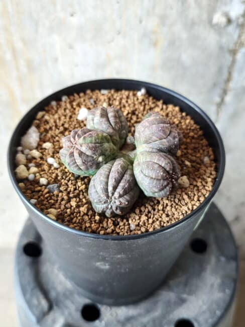 【植物】ユーフォルビア・オベサ 多頭【E2】 Euphorbia obesa | プラントブラザーズ