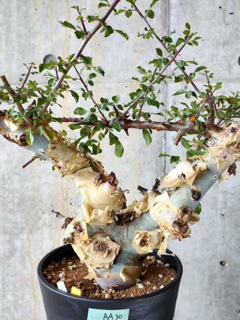 【植物】コミフォラ・カタフ ターカネンシス 発根済み【AA30】 Commiphora kataf turkanensis | プラントブラザーズ