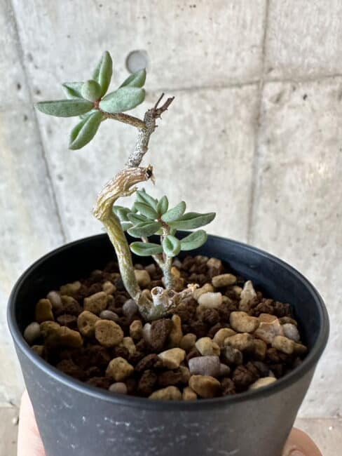 【現品限り】チレコドン・シミリス【B51】 Tylecodon similis【植物】塊根植物 冬型 コーデックス | プラントブラザーズ