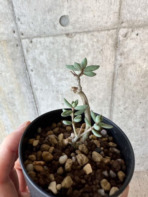 【現品限り】チレコドン・シミリス【B51】 Tylecodon similis【植物】塊根植物 冬型 コーデックス | プラントブラザーズ