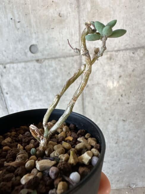 【現品限り】チレコドン・シミリス【B52】 Tylecodon similis【植物】塊根植物 冬型 コーデックス | プラントブラザーズ