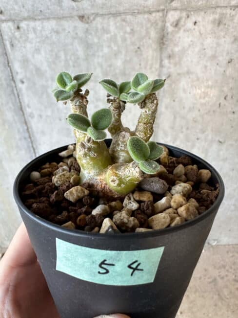 【現品限り】チレコドン・レウコスリクス【B54】 Tylecodon leucothrix【植物】塊根植物 冬型 コーデックス | プラントブラザーズ