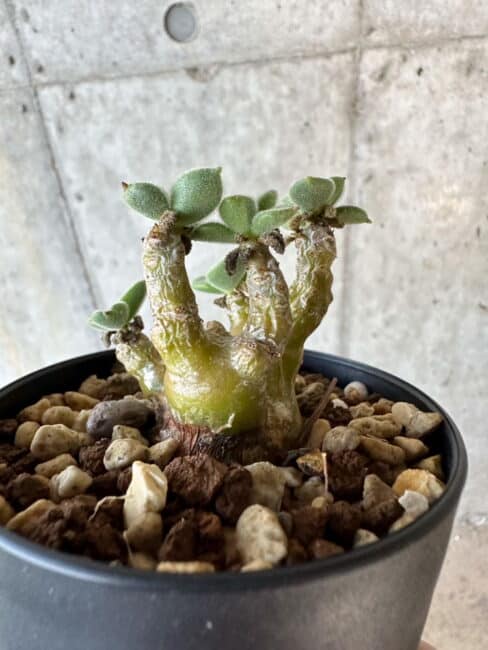 【現品限り】チレコドン・レウコスリクス【B54】 Tylecodon leucothrix【植物】塊根植物 冬型 コーデックス | プラントブラザーズ