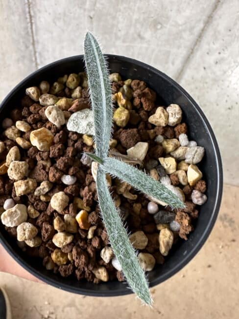 【現品限り】ゲチリス・バルケラエ【C12】 Gethyllis barkerae【植物】塊根植物 冬型 コーデックス | プラントブラザーズ