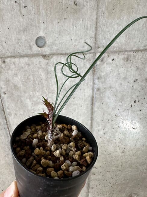 【現品限り】Gethyllis cavidens【C13】 Gethyllis cavidens【植物】塊根植物 冬型 コーデックス ...