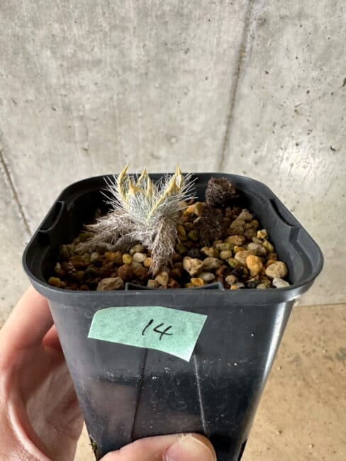 【現品限り】ゲチリス・セトーサ 3年管理 現地球 葉展開し始め【C14】 Gethyllis setosa【植物】塊根植物 冬型 コーデックス ...