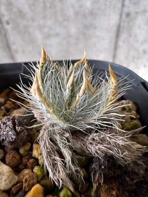 【現品限り】ゲチリス・セトーサ 3年管理 現地球 葉展開し始め【C14】 Gethyllis setosa【植物】塊根植物 冬型 コーデックス ...