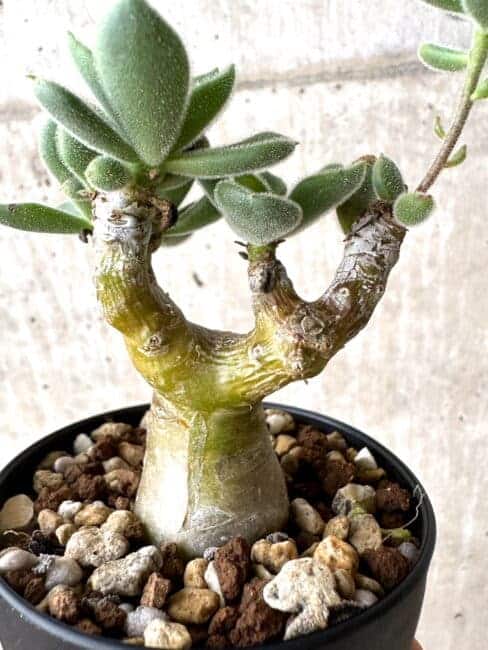 【現品限り】チレコドン・レウコスリクス【C65】 Tylecodon leucothrix【植物】塊根植物 冬型 コーデックス | プラントブラザーズ