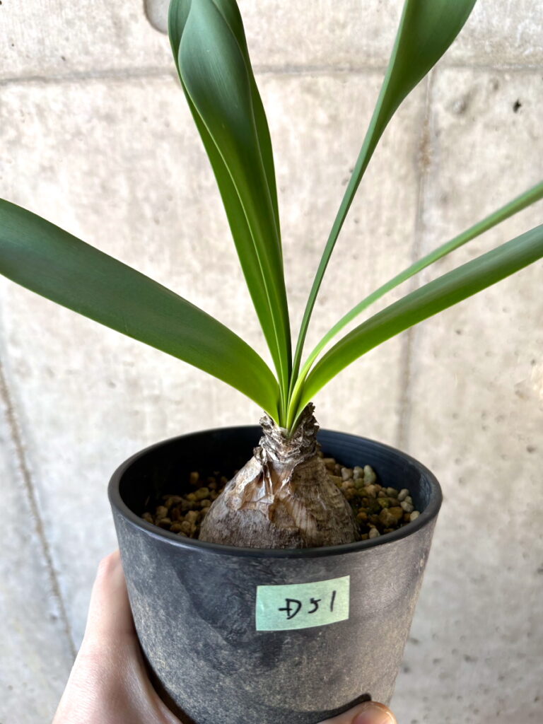 【現品限り】ブルンスヴィギア・グランディフローラ【D51】 Brunsvigia grandiflora【植物】塊根植物 冬型 コーデックス ...