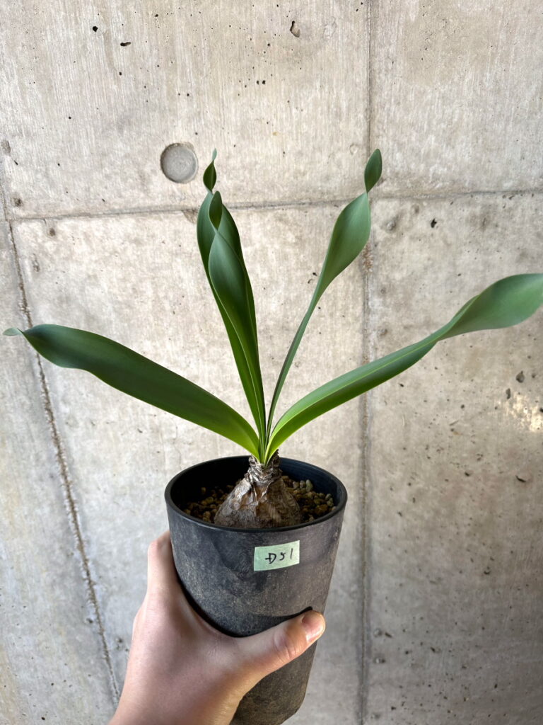 【現品限り】ブルンスヴィギア・グランディフローラ【D51】 Brunsvigia grandiflora【植物】塊根植物 冬型 コーデックス ...