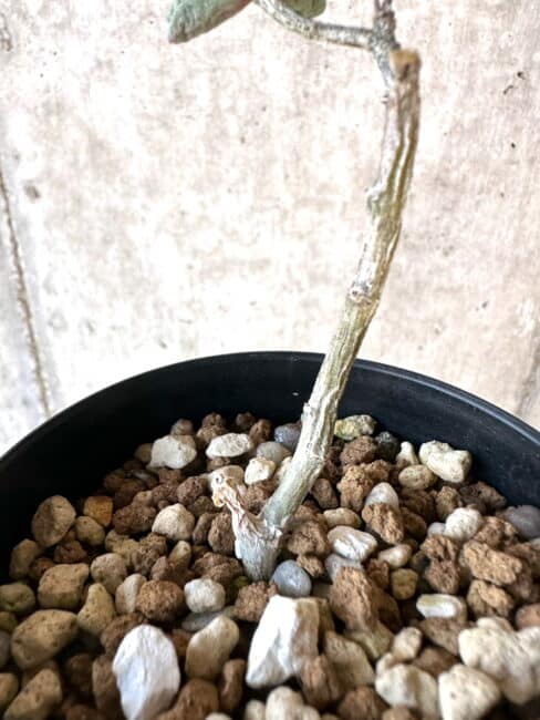 【現品限り】チレコドン・シミリス【D62】 Tylecodon similis【植物】塊根植物 冬型 コーデックス | プラントブラザーズ