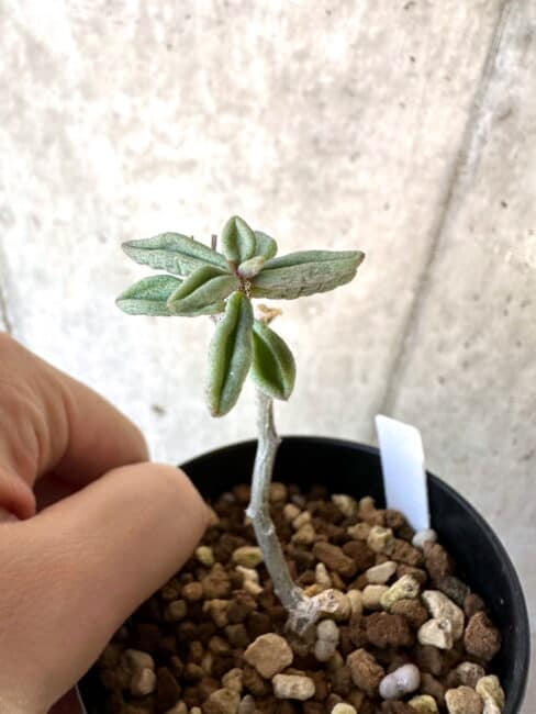 【現品限り】チレコドン・シミリス【D62】 Tylecodon similis【植物】塊根植物 冬型 コーデックス | プラントブラザーズ