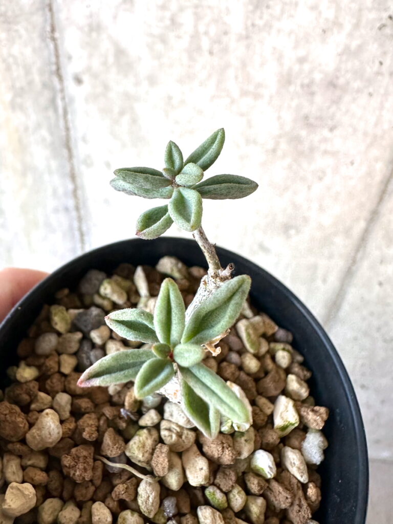 【現品限り】チレコドン・シミリス【D63】 Tylecodon similis【植物】塊根植物 冬型 コーデックス | プラントブラザーズ