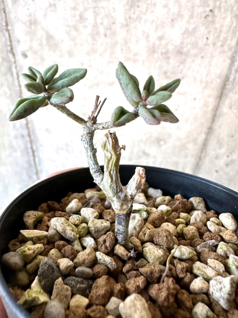 【現品限り】チレコドン・シミリス【D63】 Tylecodon similis【植物】塊根植物 冬型 コーデックス | プラントブラザーズ