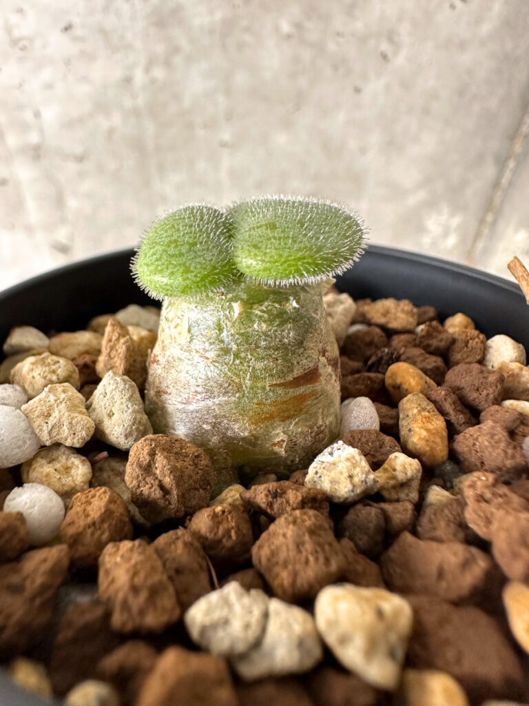 【現品限り】チレコドン・ノルティ【G1】 Tylecodon nolteei【植物】塊根植物 冬型 コーデックス | プラントブラザーズ