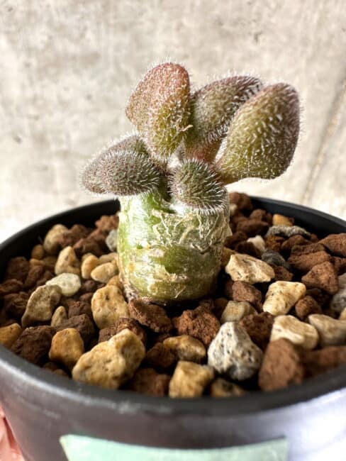 【現品限り】チレコドン・ノルティ【G2】 Tylecodon nolteei【植物】塊根植物 冬型 コーデックス | プラントブラザーズ