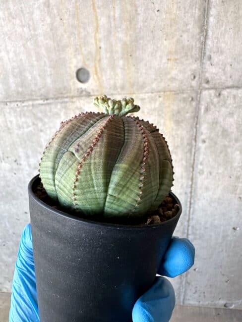 【現品限り】ユーフォルビア・オベサ 多頭【B67】 Euphorbia obesa【植物】塊根植物 夏型 コーデックス | プラントブラザーズ