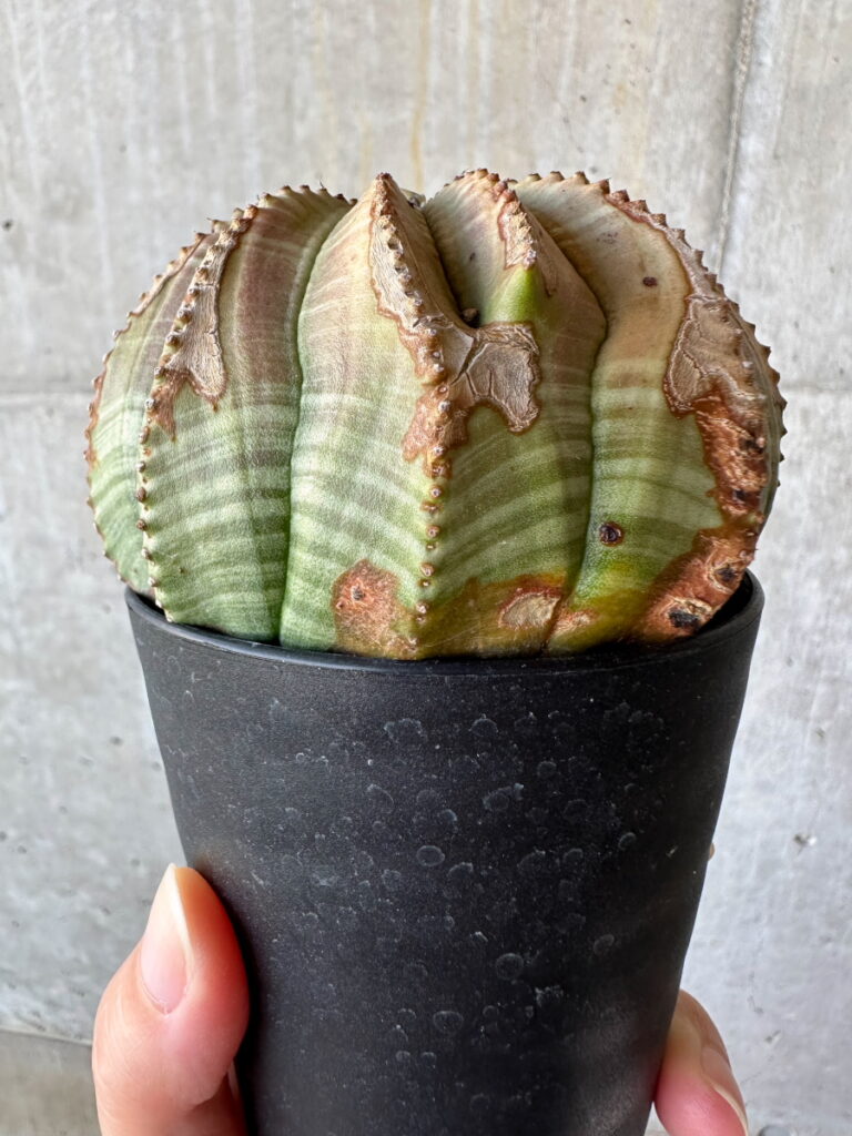 【現品限り】ユーフォルビア・オベサ【D51】 Euphorbia obesa【植物】塊根植物 夏型 コーデックス | プラントブラザーズ