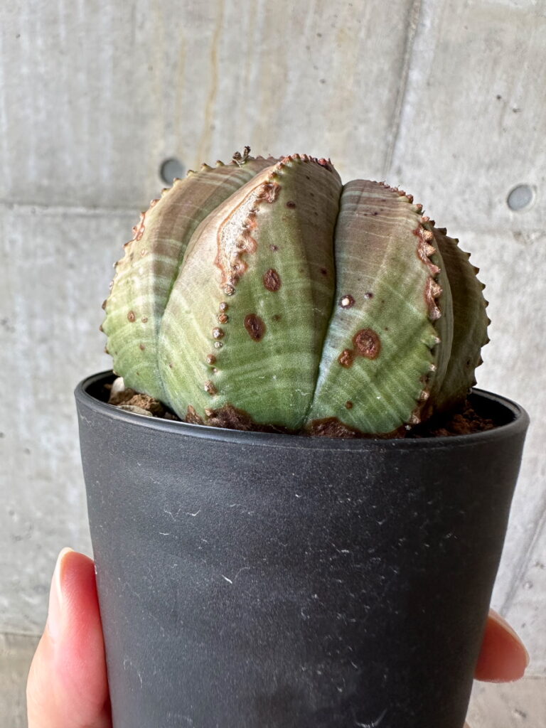 【現品限り】ユーフォルビア・オベサ【D53】 Euphorbia obesa【植物】塊根植物 夏型 コーデックス | プラントブラザーズ
