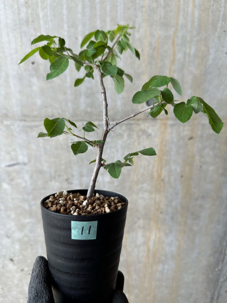 【現品限り】コミフォラ・エデュリス【E11】 Commiphora edulis【植物】塊根植物 夏型 コーデックス | プラントブラザーズ