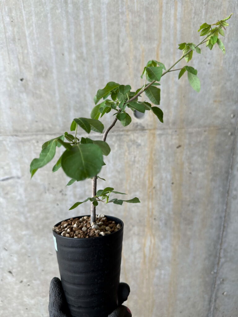 【現品限り】コミフォラ・エデュリス【E11】 Commiphora edulis【植物】塊根植物 夏型 コーデックス | プラントブラザーズ