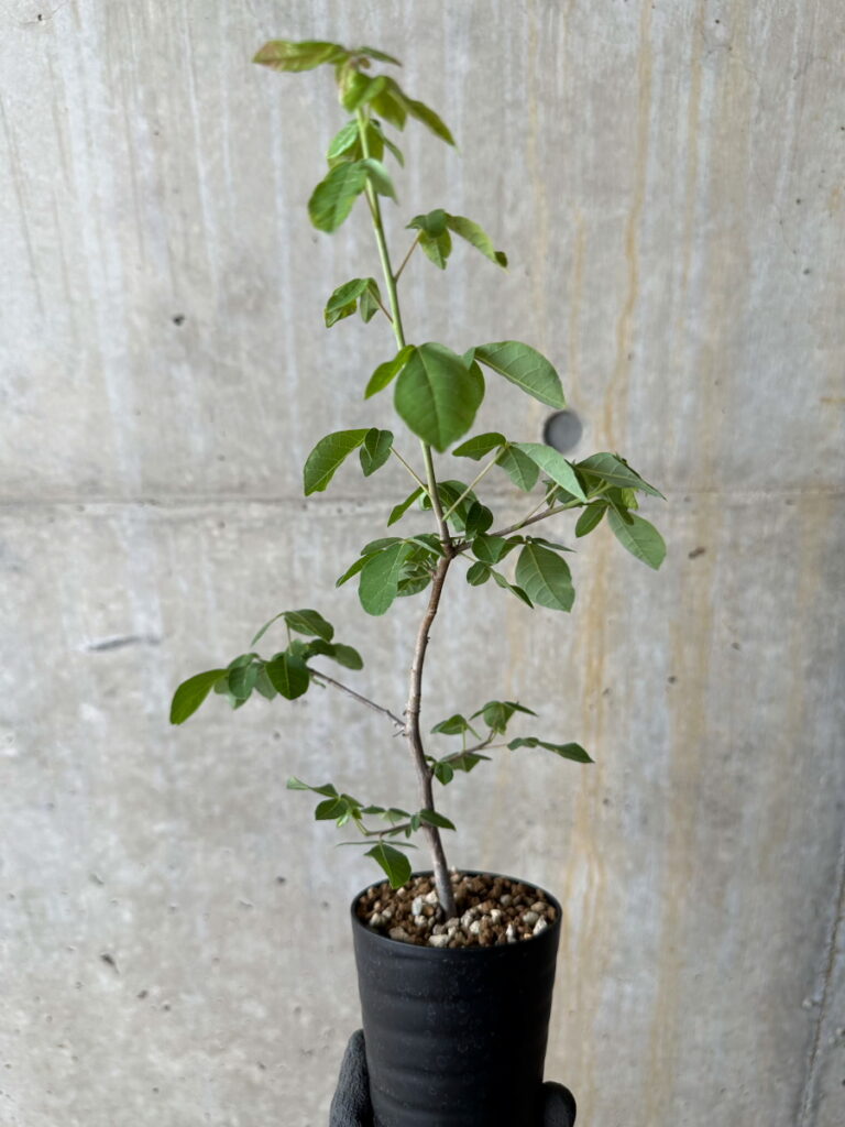 【現品限り】コミフォラ・エデュリス【E11】 Commiphora edulis【植物】塊根植物 夏型 コーデックス | プラントブラザーズ