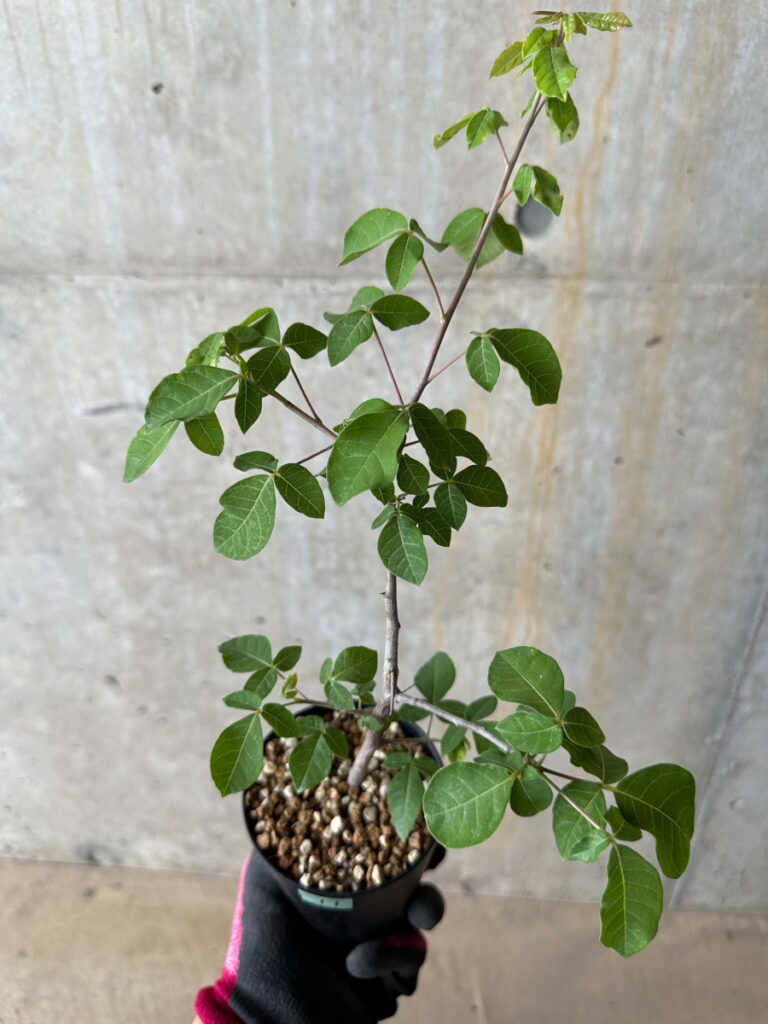 【現品限り】コミフォラ・エデュリス【E11】 Commiphora edulis【植物】塊根植物 夏型 コーデックス | プラントブラザーズ