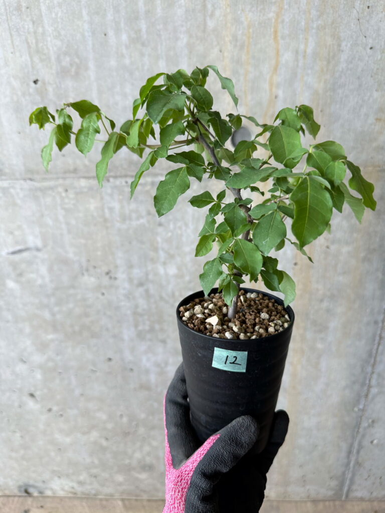 【現品限り】コミフォラ・エデュリス【E12】 Commiphora edulis【植物】塊根植物 夏型 コーデックス | プラントブラザーズ
