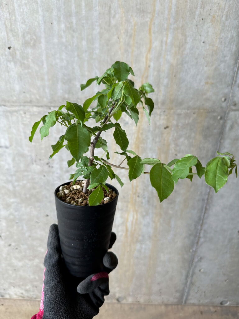【現品限り】コミフォラ・エデュリス【E12】 Commiphora edulis【植物】塊根植物 夏型 コーデックス | プラントブラザーズ