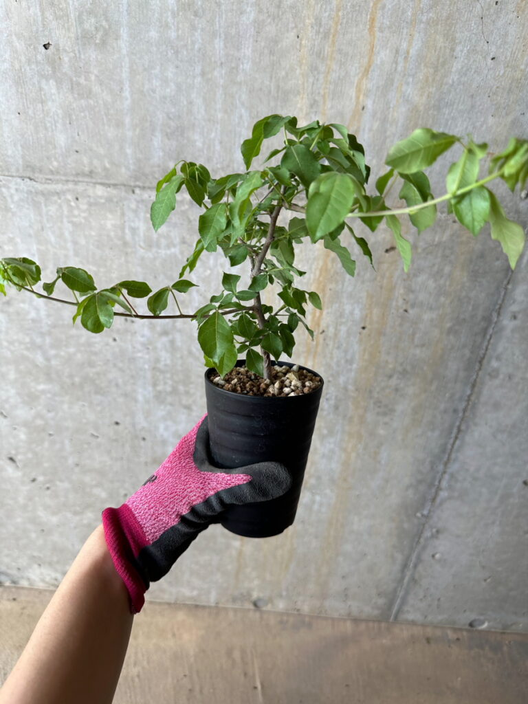 【現品限り】コミフォラ・エデュリス【E12】 Commiphora edulis【植物】塊根植物 夏型 コーデックス | プラントブラザーズ